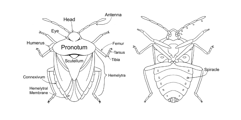 Under the magnifying glass: Shield bugs | Heart of England Forest